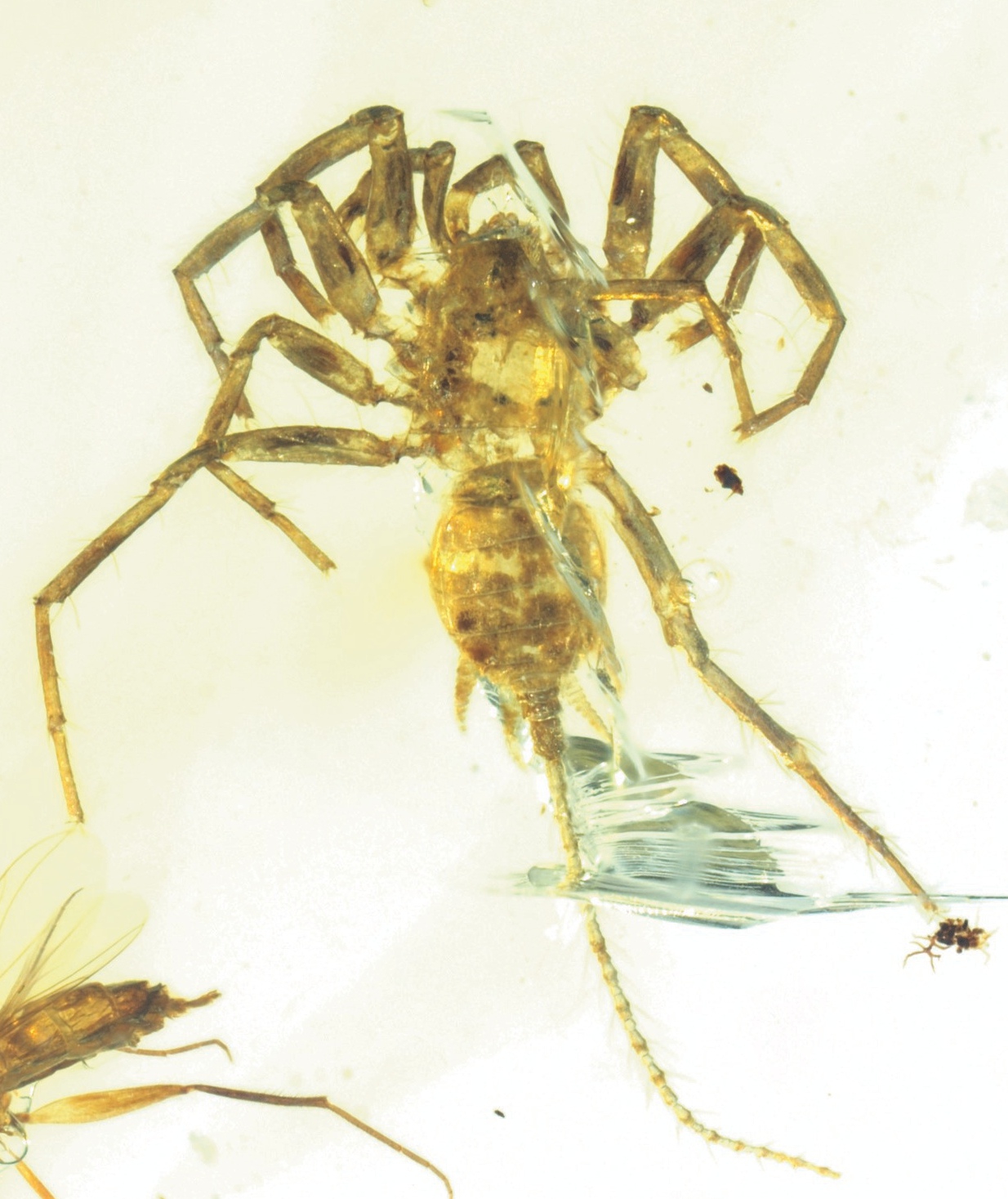 缅甸琥珀研究为蜘蛛起源和演化提供关键证据-成都理工大学博物馆